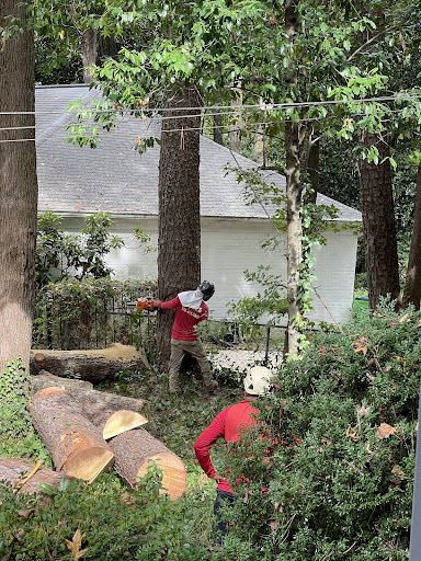 Tree Service in Decatur, GA | Tree Trimming & Removal
