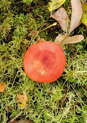 Park «Quaking Bog», reviews and photos, Theodore Wirth Pkwy ...