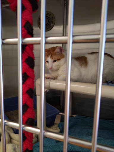 Minneapolis Animal Care/Control in Near North, Minneapolis, Minnesota ...