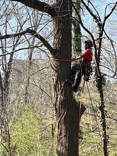 Tree Trimming & Removal Services Decatur, GA | Don's Tree Service