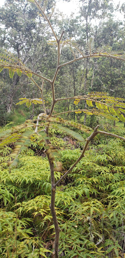 Hawaiian Legacy Tours - AZexplained