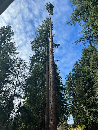 Alex Tree Service LLC - Tree Service in Seattle