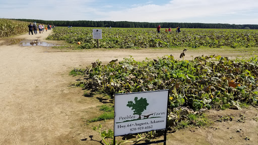 Peebles Farm Pumpkin Patch and Corn Maze - AZexplained