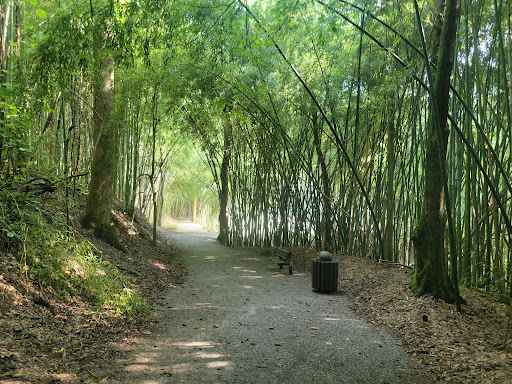 Wilderness Park/Bamboo Forest - AZexplained