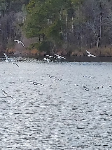 Lake Rim Park - 2214 Tar Kiln Dr, Fayetteville, North Carolina - Zaubee