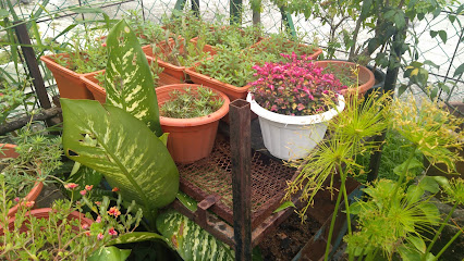 TKC HERBAL NURSERY SDN. BHD - Pusat Pertanian Pantai in Kampung Jerlang ...