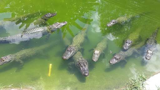 Zoo «Croc Encounters», reviews and photos, 8703 Bowles Rd, Tampa, FL ...