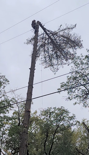 J&J Tree Service, LLC in - Zaubee