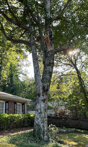 Tree Trimming & Removal Services Decatur, GA | Don's Tree Service
