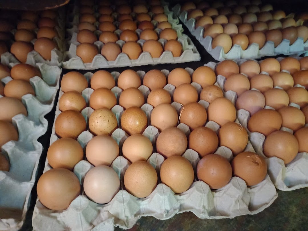 Fox poultry farm Ha thako bolobedu in the city Tzaneen