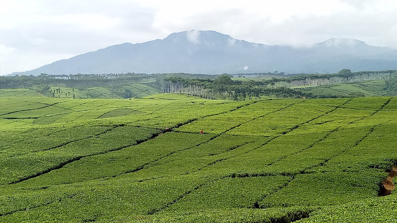 Spot Kepahiang Mountain Valley: Wisata Alam Menakjubkan di Kabupaten ...