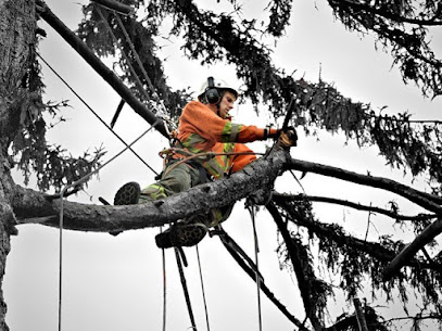 Allgreen Tree Service - 155 Union St, Elmira, Ontario - Zaubee