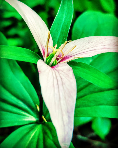 American Football Field «Doc Harris Stadium», reviews and photos, 1125 ...