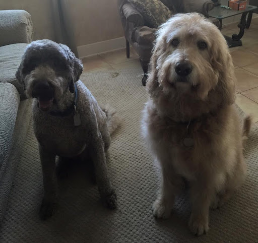 A Pawsitive Approach Dog Training in Santa Fe, Texas - Zaubee