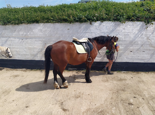 Reen Manor Riding Stables - Reen Manor Farm, Perranporth - Zaubee