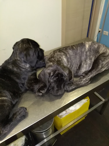 90 recensioni di Centro Veterinario Puntese Dott.ssa Fabroni Maria ...