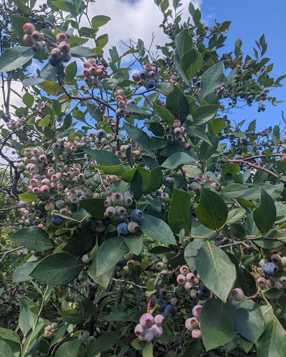 Bush Neck Farm in Williamsburg, Virginia - Zaubee