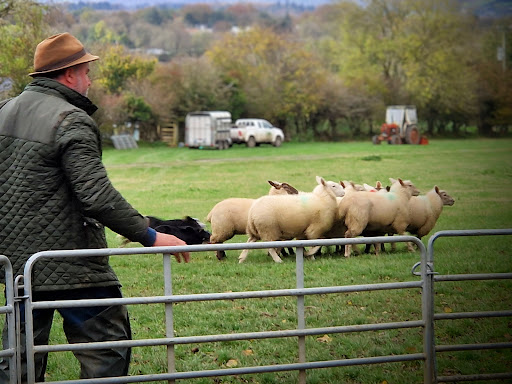 Home - Irish Working Sheepdogs