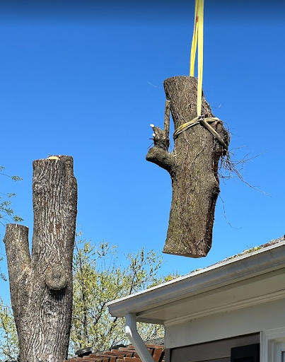 Tree Service Virginia Beach VA | Tree Pruning & Removal
