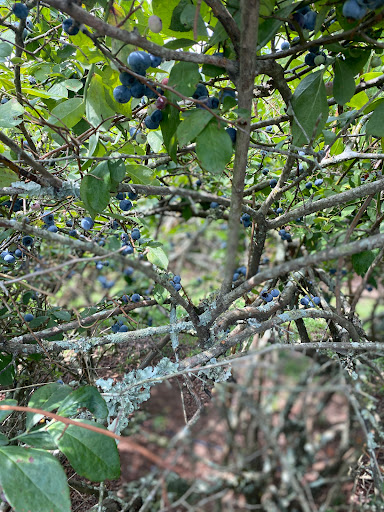 Bush Neck Farm in Williamsburg, Virginia - Zaubee