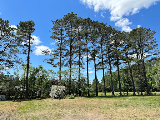 Tree Service Virginia Beach VA | Tree Pruning & Removal