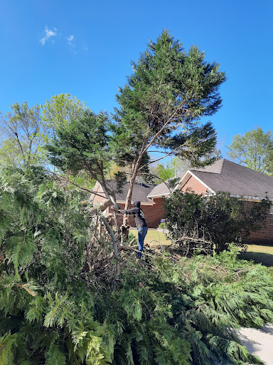 Augusta Tree Service | 23+ Years Experience | Elite Tree Care
