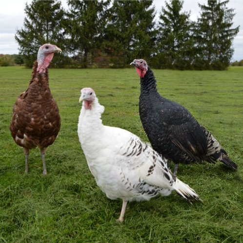 MAPLE VALLEY FARMS - AZexplained