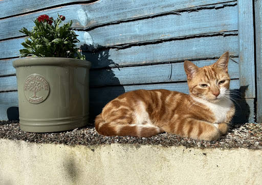 West Ridge Veterinary Practice | Vets for Pets and Farm Animals in Devon