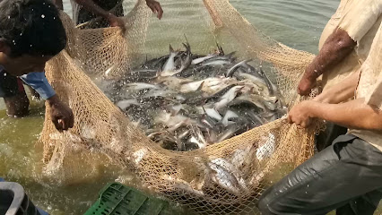 Seema Fish Seed Company - Fish farm - Raipur, Chhattisgarh - Zaubee