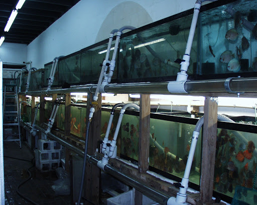 Tropical Fish Store «Jack Wattley Discus», reviews and photos, 6944 NE ...