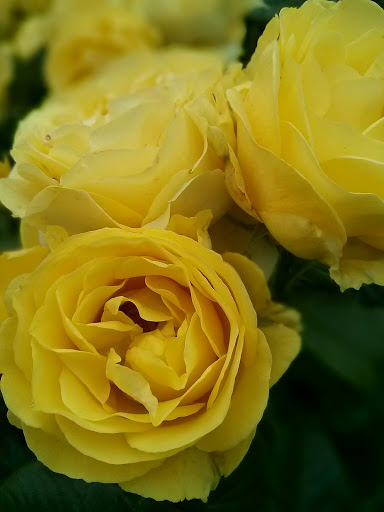 Park «Pardee Rose Gardens», reviews and photos, 180 Park Rd, Hamden, CT ...