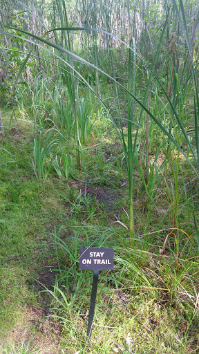 Park «Quaking Bog», reviews and photos, Theodore Wirth Pkwy ...