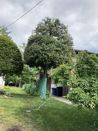 New York City's Premier Tree Service | All Stars Tree Solutions | 20+yrs