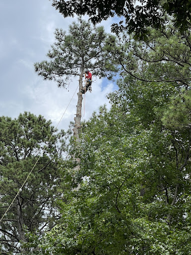 Tree Service in Decatur, GA | Tree Trimming & Removal