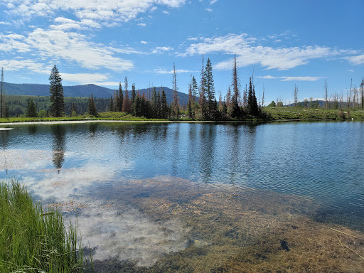 Potters Ponds - AZexplained