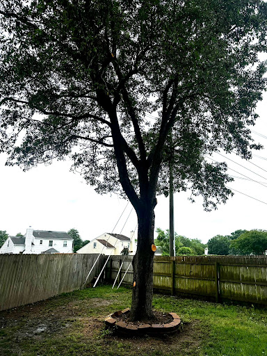 Tree Service Virginia Beach VA | Tree Pruning & Removal