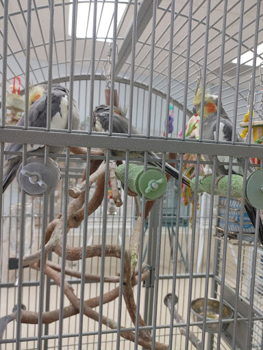 Parrot University - Supplies, Education & Boarding - Charlotte, NC