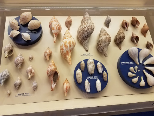 Museum «Bailey-Matthews Shell Museum», reviews and photos, 3075 Sanibel ...