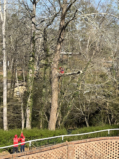 Tree Trimming & Removal Services Decatur, GA | Don's Tree Service