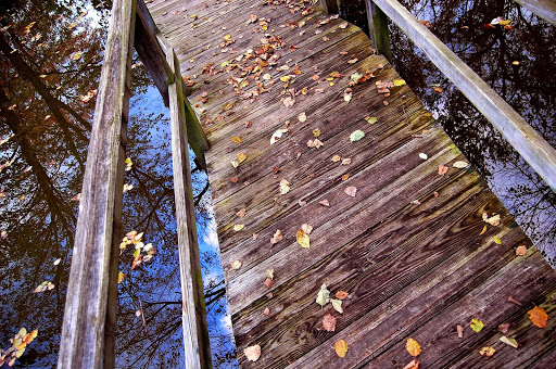 Nature Preserve «Shaw Nature Reserve», reviews and photos, 307 Pinetum ...