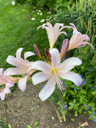 Park «Pardee Rose Gardens», reviews and photos, 180 Park Rd, Hamden, CT ...