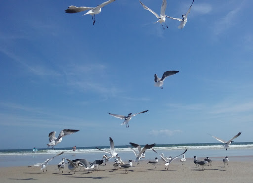 Memorial Park «Fort Caroline National Memorial», reviews and photos ...