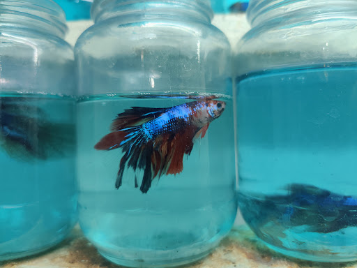 Kolathur Fish Market in Mahatma Gandhi Nagar, Girija Nagar, Kolathur ...