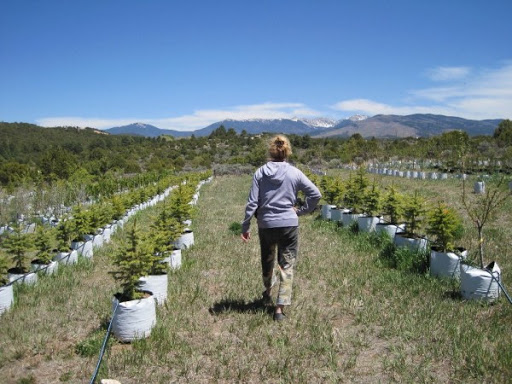 Tooley's Trees - AZexplained