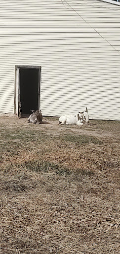 Our Farm Sanctuary in Tipp City, Ohio - Zaubee