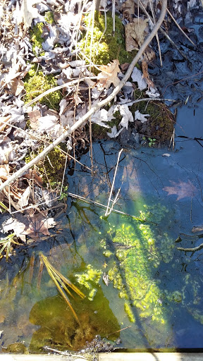 Nature Preserve «Al Sabo Land Preserve», reviews and photos, 6310 Texas ...