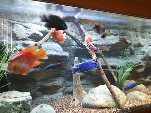 Aquarium «Universal Rocks», reviews and photos, 805 Shepherd Dr ...