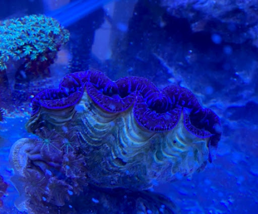 Tropical Fish Store «Nemo Aquarium», reviews and photos, 1560 Indian ...