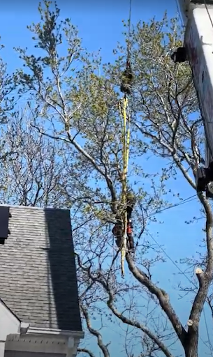 Tree Service Virginia Beach VA | Tree Pruning & Removal