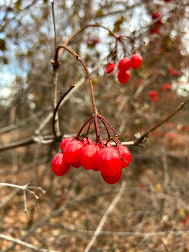 Park «Quaking Bog», reviews and photos, Theodore Wirth Pkwy ...